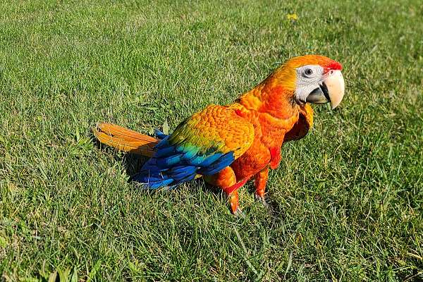 camelot macaw