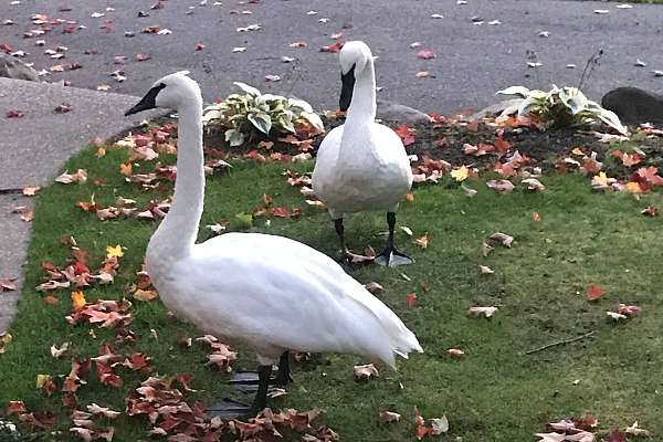 Breeding Age Pair of Trumpeter Swans (4 years old)