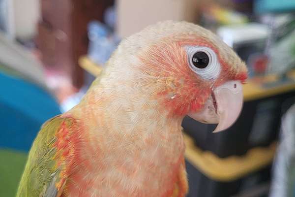 Hand fed Green Cheek Conure Baby