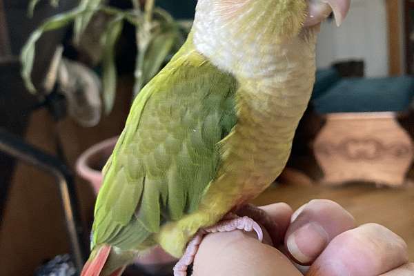 Cinnamon Greencheek Conures