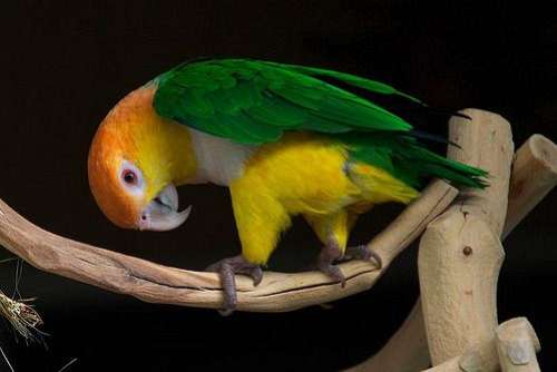 White bellied caique pair
