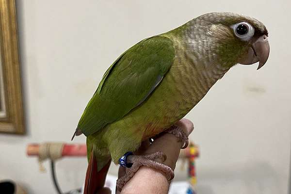 Sweet female cinnamon green cheek conure