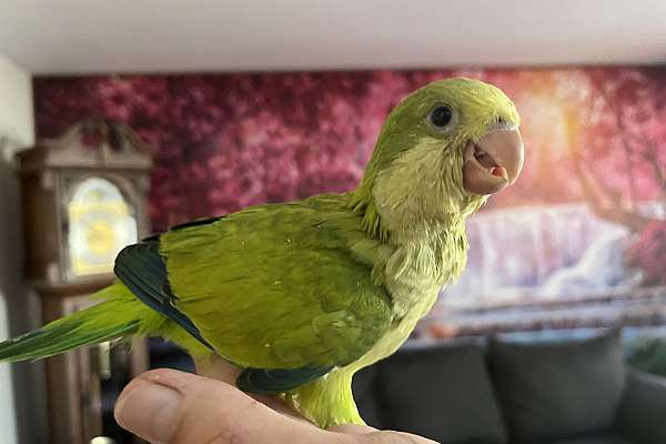 Female opaline quaker parrot