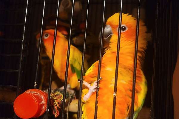Proven Sun Conure Breeder Pair