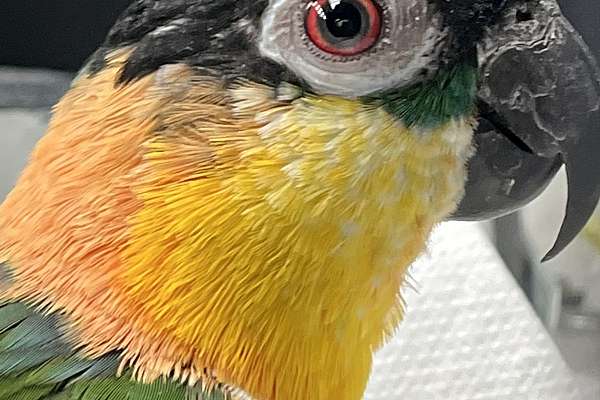 Talking Black headed Caique Male 3 yr old