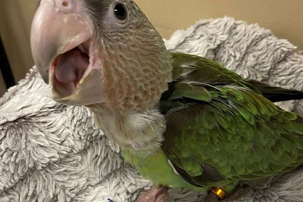 Cape Parrots- handraised babies