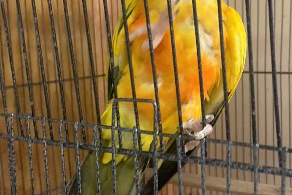 Proven Sun conure pair