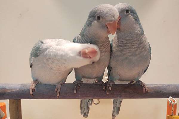 Quaker babies, handfed