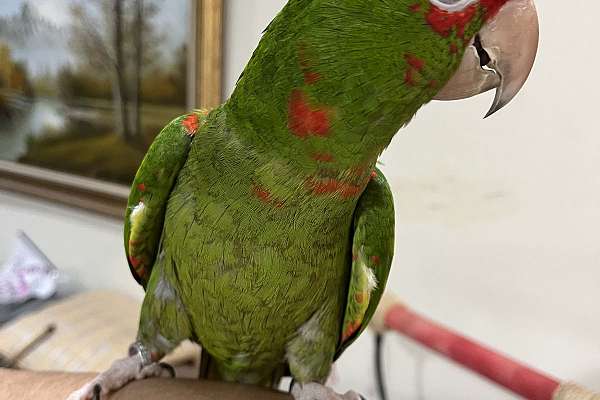 Male mitred conure