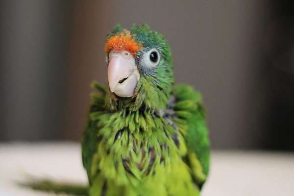 Hand-fed Half-Moon Conure Babies