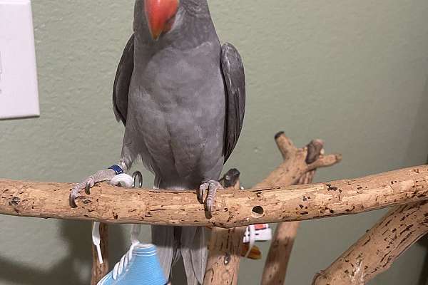 Grey Female Indian Ringneck
