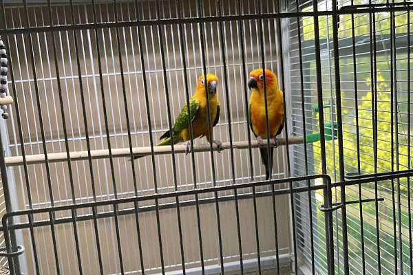 Breeder sun conures
