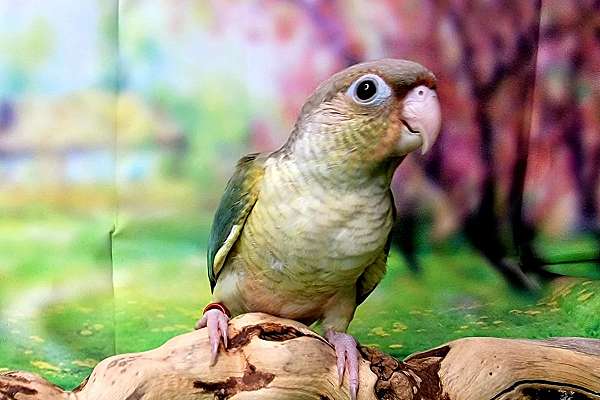 Turquoise Pineapple Green Cheek Conure