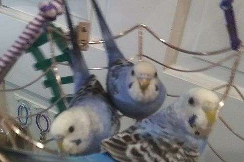 Indoor Blue Parakeets/Budgies Birds Pickup Available