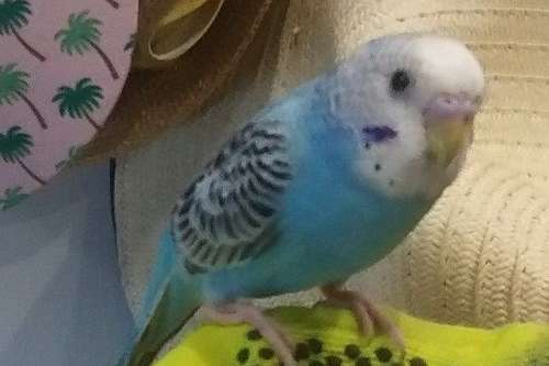 Indoor Aqua Male Parakeet/Budgie Pickup Available