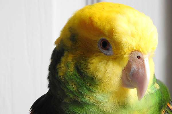 Rare Magna Double Yellow Headed Amazon Parrot | Tame