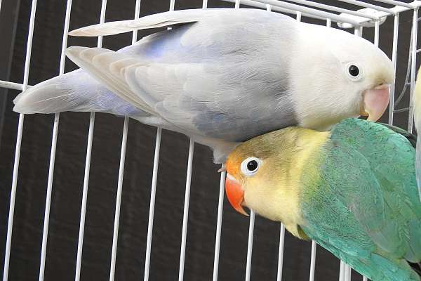 Female Fischer Lovebird | Beautiful & Loves to Sing