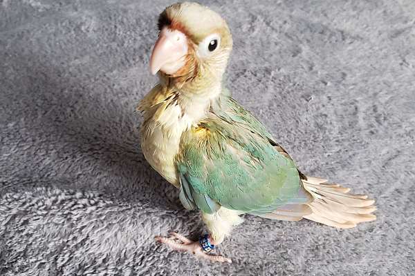 Pineapple Turquoise Green Cheek Conure