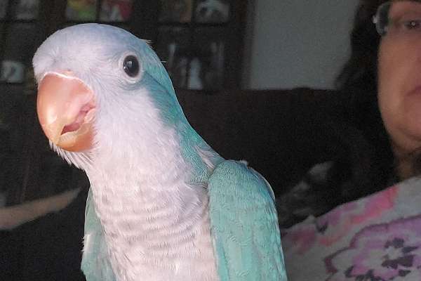 Male Blue Quaker -- 4 months
