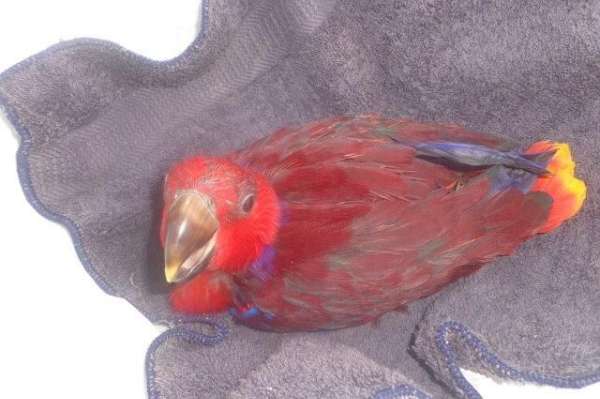 Vos Maeri Eclectus Female Baby Parrot, Vaccinated w/ booster shots