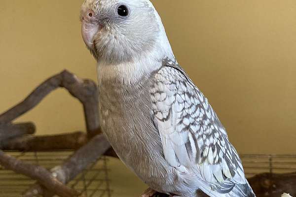 Cockatiel-Whiteface Pearl Pied