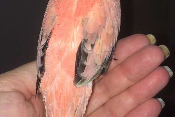 Bourke Parakeet- Rosey, Rainbow Babies and Young Adults Sweet Singing