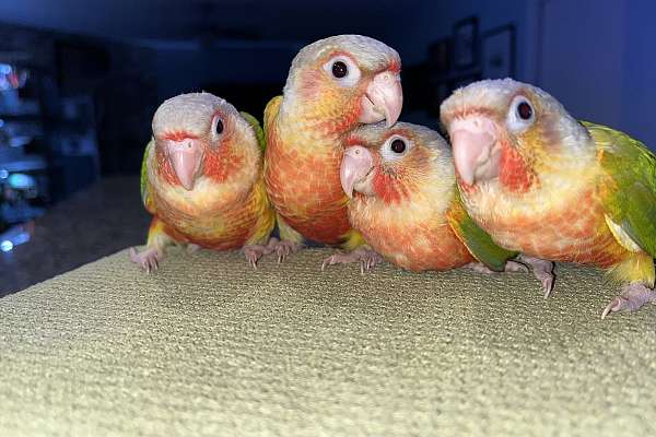 High Red Pineapple Green Cheek Conures