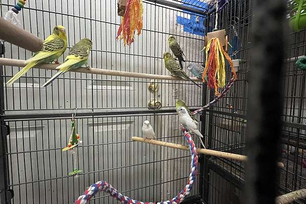 Young Parakeets