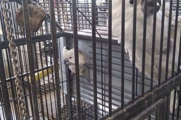 Mated Pair of Umbrella Cockatoos, includes cage and nest box