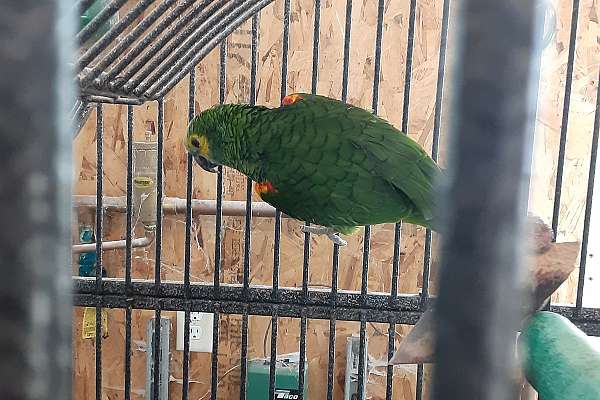 Amazon Parrot