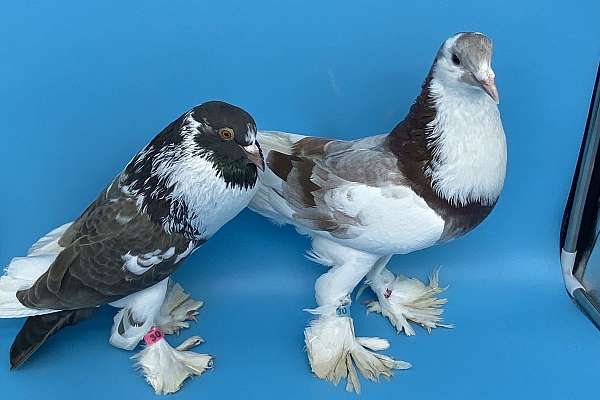 Pomiranian pouters- mated pair