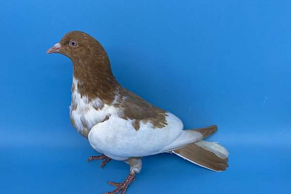 Afghan show pigeon