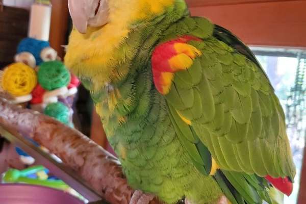 Double Yellow Head - Young and Friendly