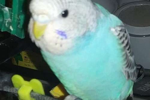 Indoor Aqua Female Parakeet/Budgie Pickup Available