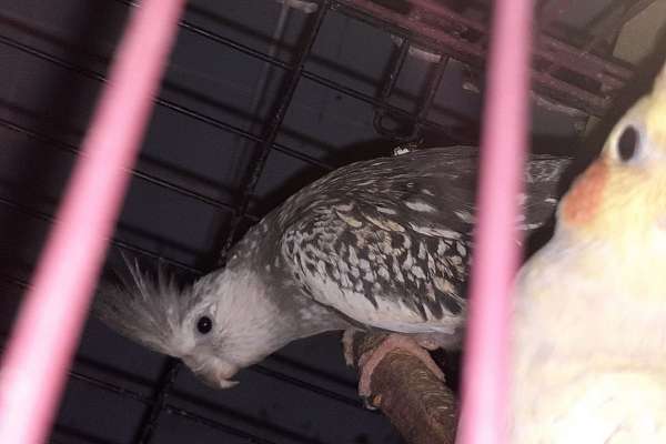 White Face Female Cockatiel Young