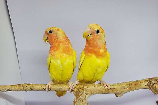Baby Lutino Peach Faced Lovebirds Love cuddles, sweet, noisy, fully ...