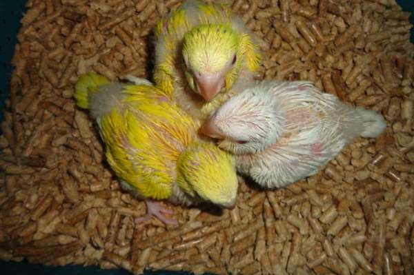 Baby Quakers available starting at $200 each