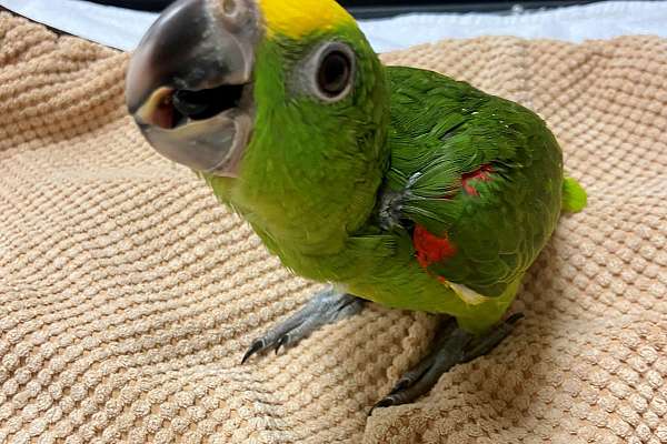 Yellow Crowned Amazon- handfed/handraised babies