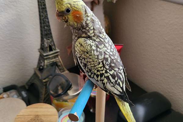 Golden Pearl Baby Cockatiel