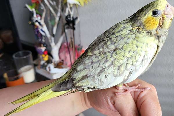 Emerald Pearl Baby Cockatiel