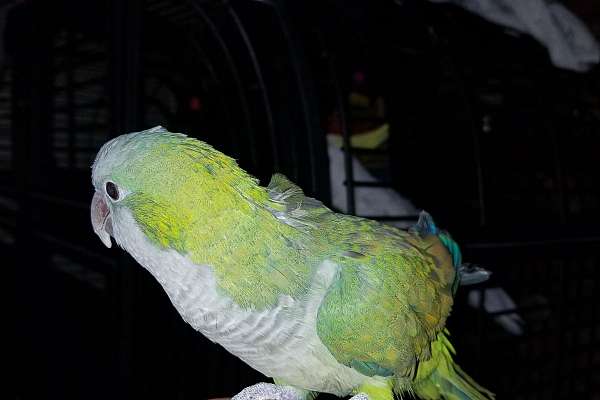 Male quaker parrot