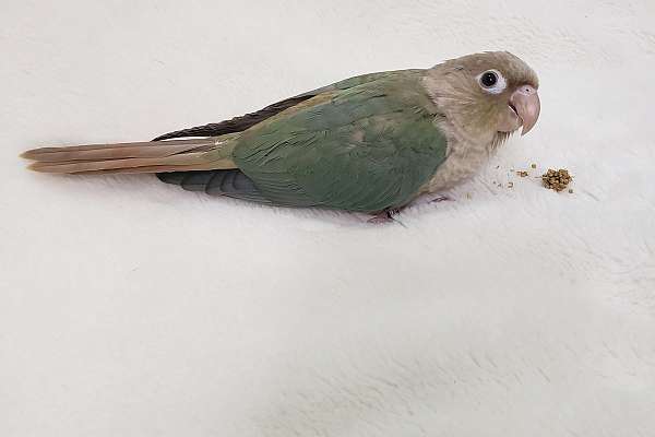 Male Turquoise Cinnamon Green Cheek Conure