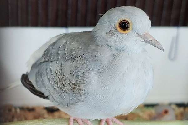 2 Weaned Diamond Dove Babies