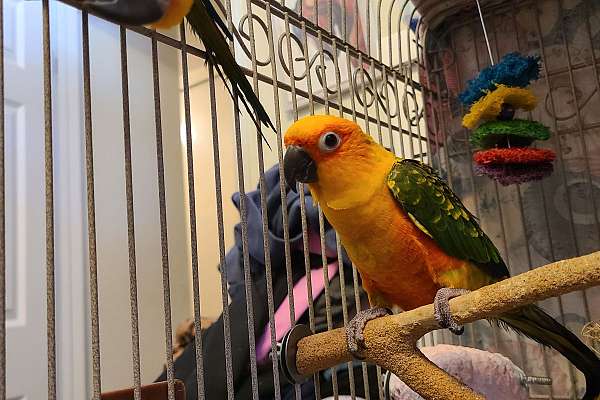 Bonded pair dna sexed friendly jenday conures
