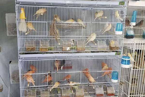 Male and female canaries