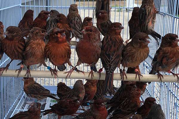 Red black bronzes canaries