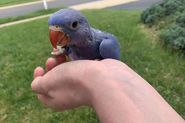 Violet Indian ringneck baby