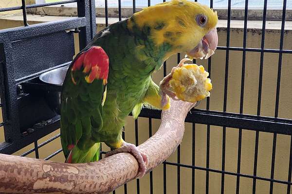 Double Yellow Head Amazon Breeders