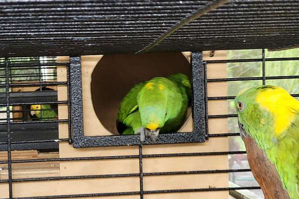 Yellow Naped Amazon Pair