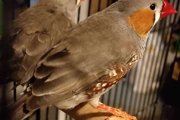 Male & Female Zebra Finches for sale